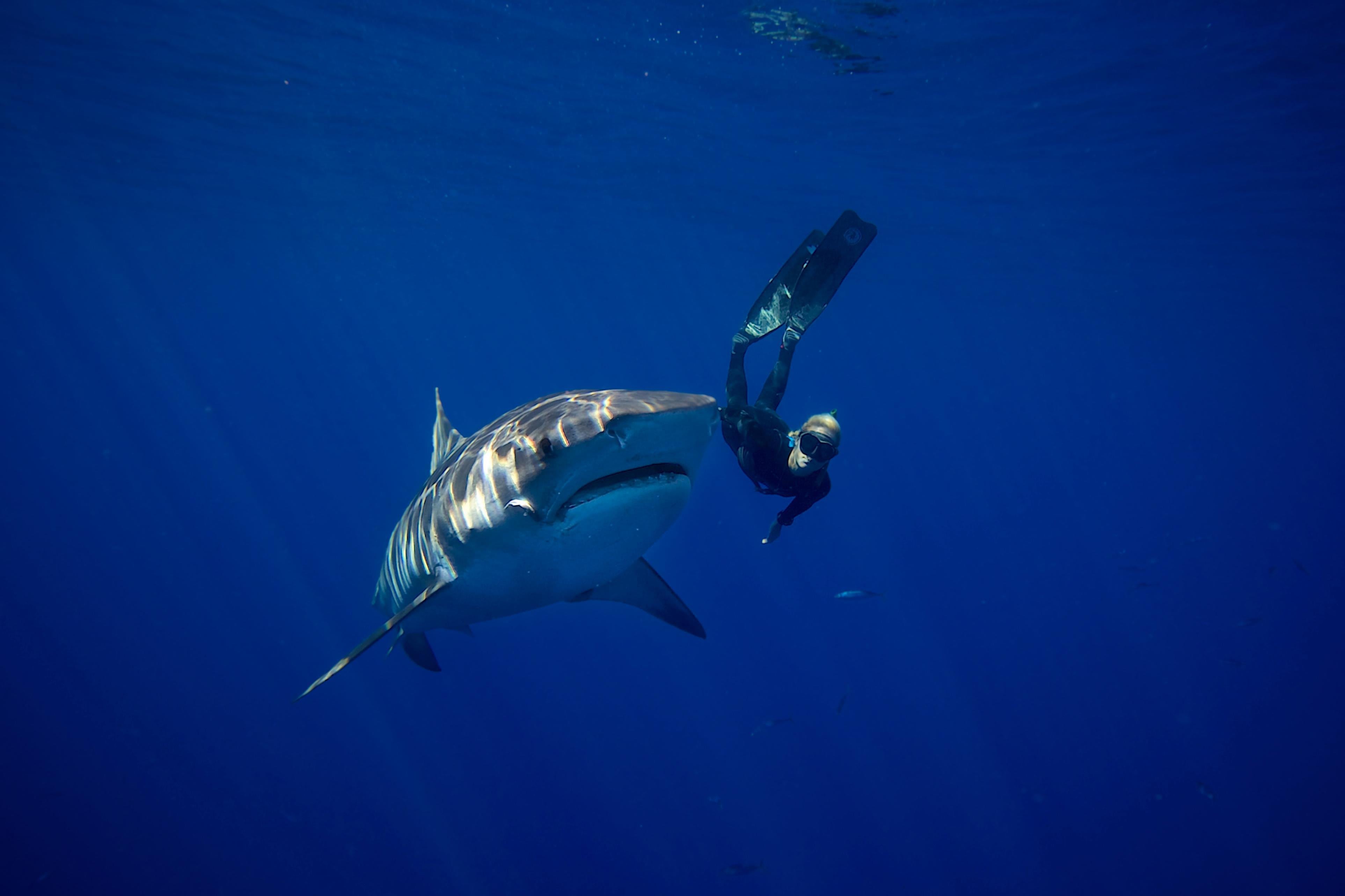 Das Mädchen, das mit Weißen Haien schwimmt