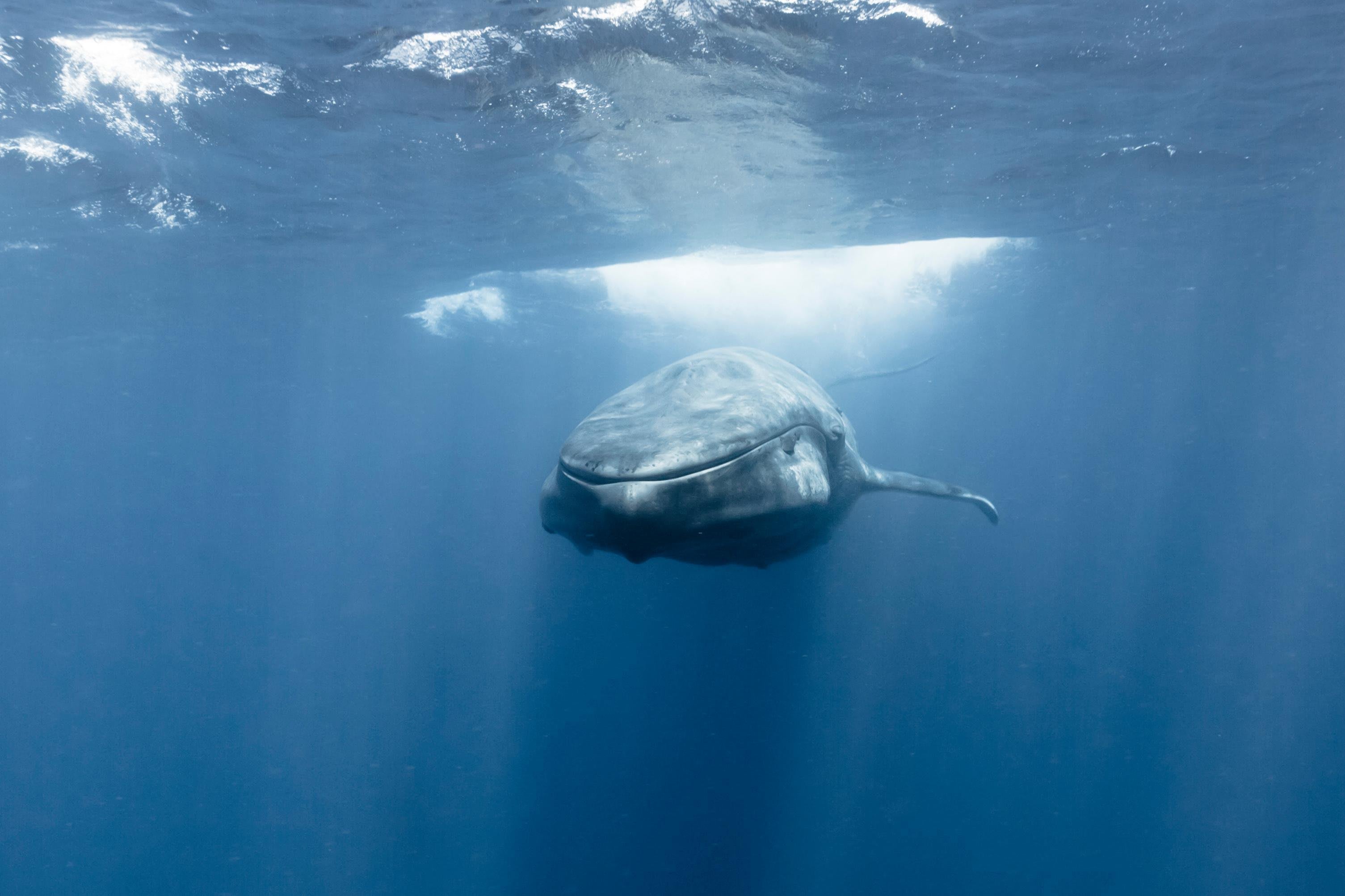 Tauchen mit Walen: Rendezvous der anderen Art + Fotos
