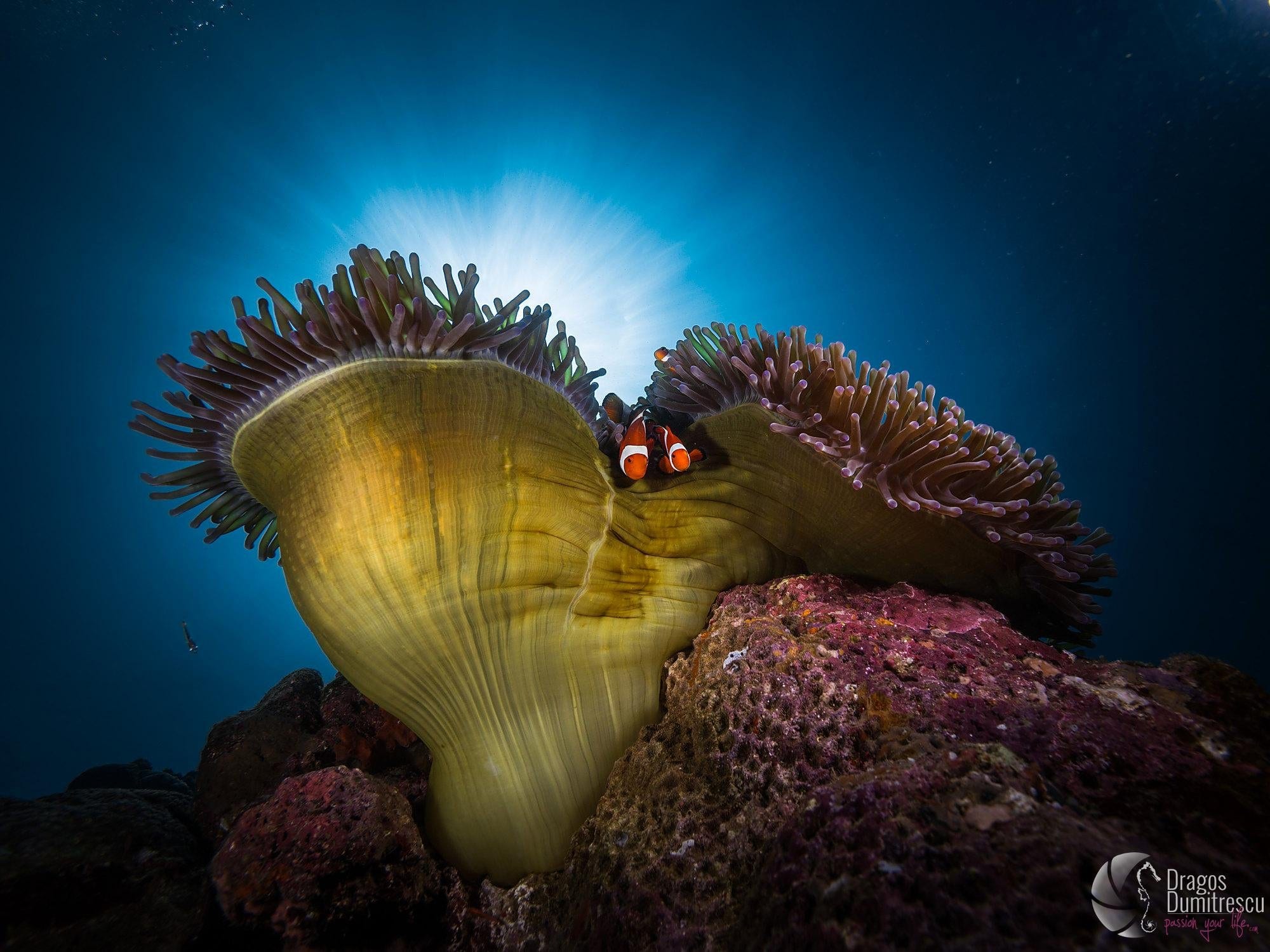 Dragos Dumitrescu, fotograful de sub ape