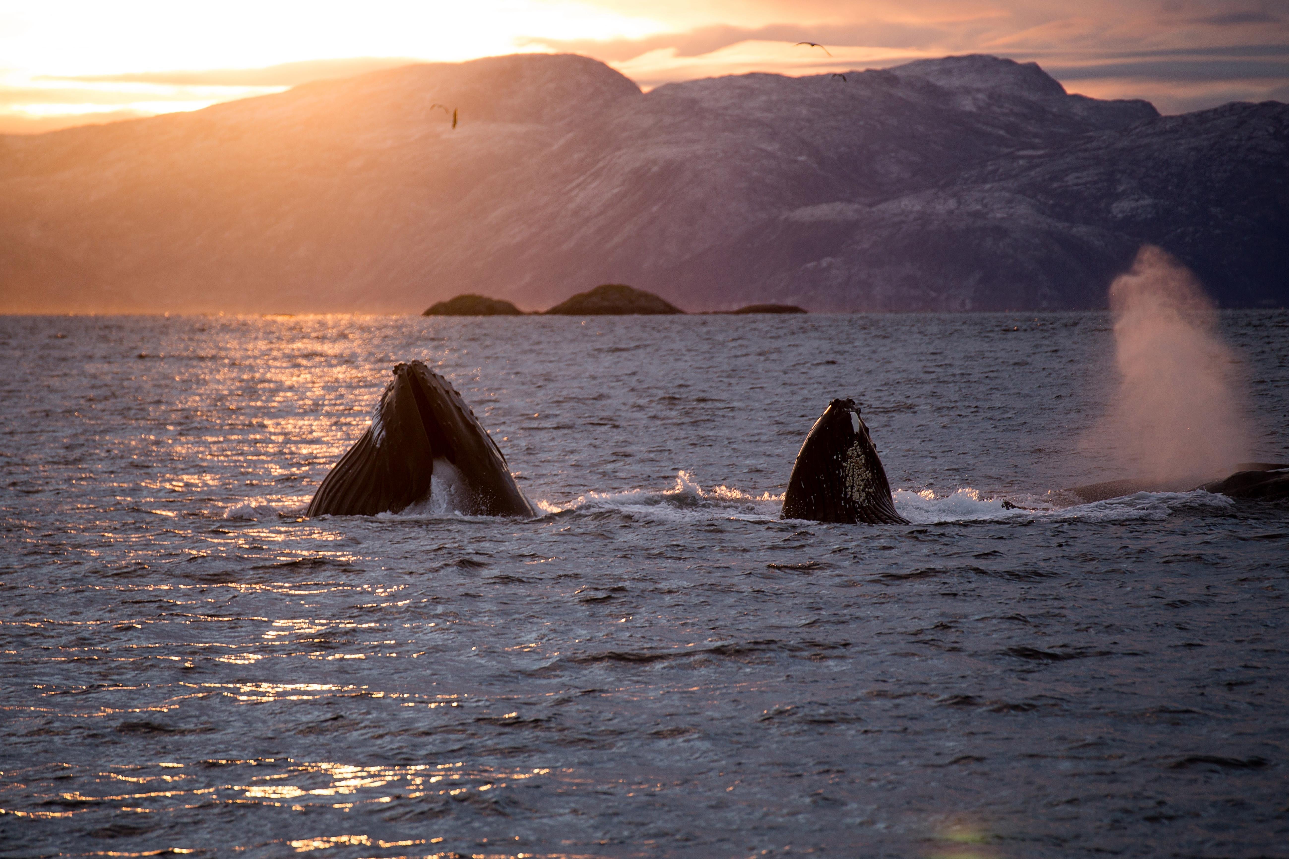 Video: To nie nurkowanie z rekinami, ale zachwyca